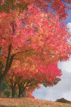 walcha